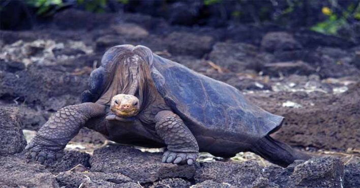 Recently Extinct Animals: List Of Extinct Species 2021