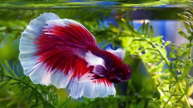 Biggest betta fish in the world - Fakoa