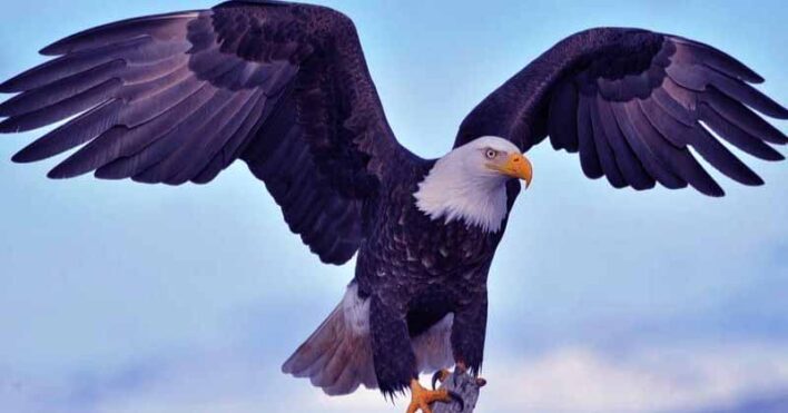 Top 10 largest eagles in the world - Fakoa