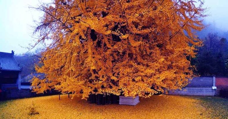 Top 10 Most Beautiful Trees in the World-Fakoa