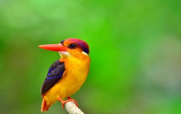 Top 10 Most Beautiful Female Animals in the World - Fakoa