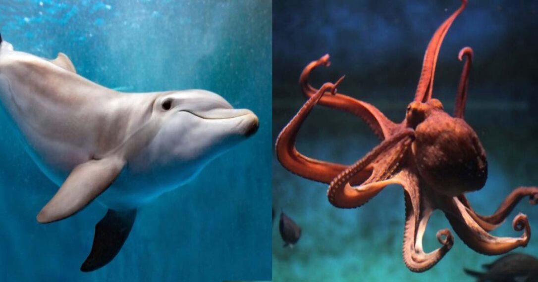 19 Most Intelligent Animals In The World – BQCL