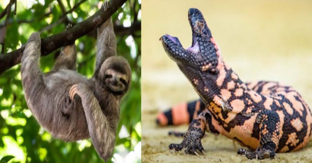 Top 10 slowest animals in the world - Fakoa