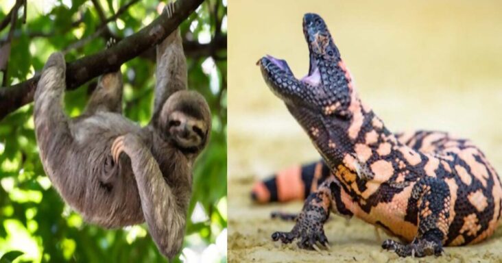 Top 10 slowest animals in the world - Fakoa